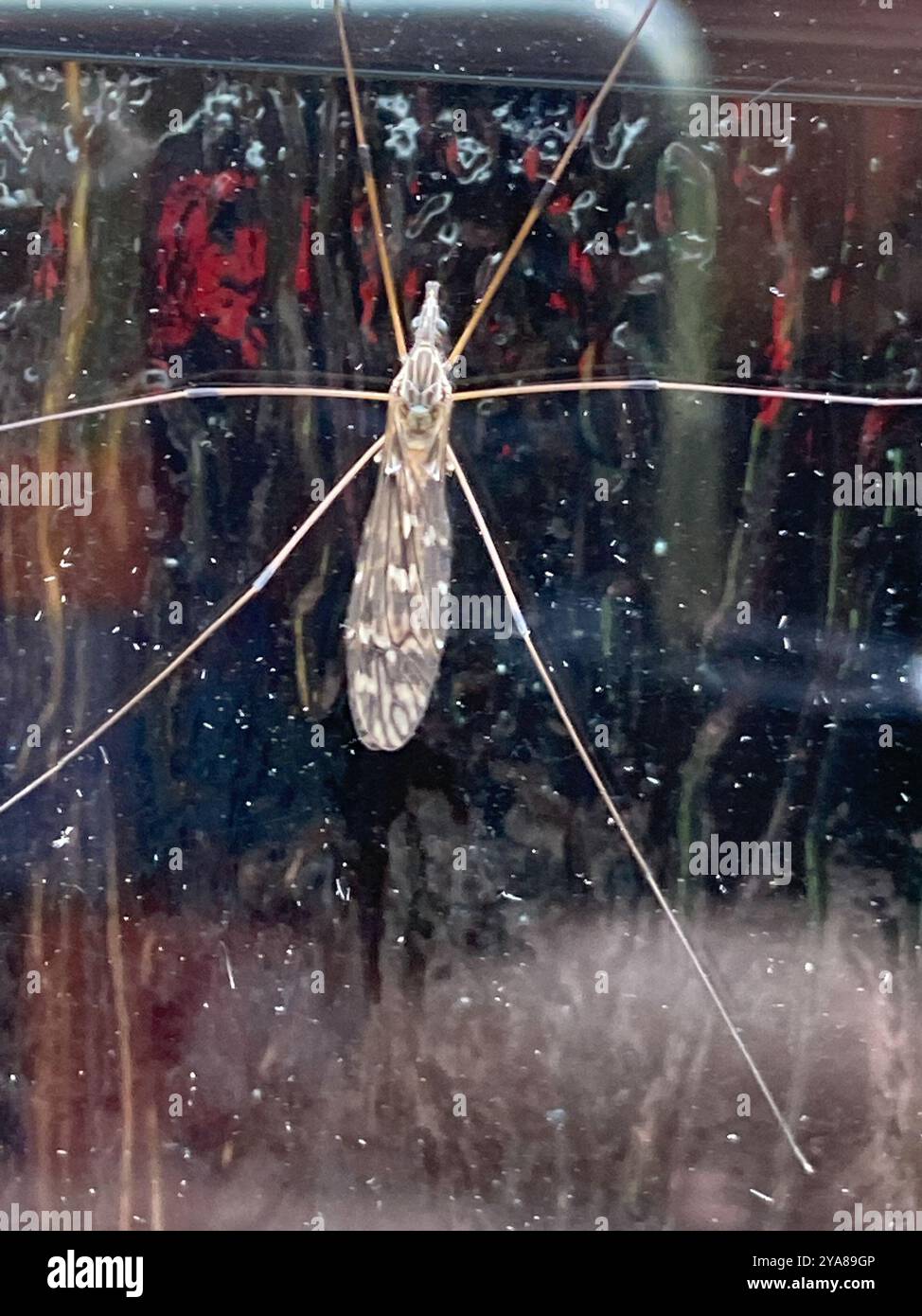 Large Crane Flies (Tipulidae) Insecta Stock Photo - Alamy