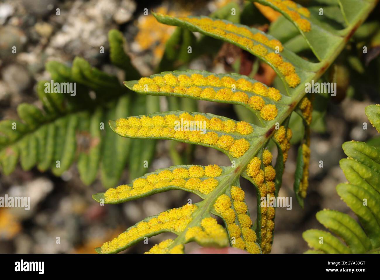 common polypody (Polypodium vulgare) Plantae Stock Photo - Alamy