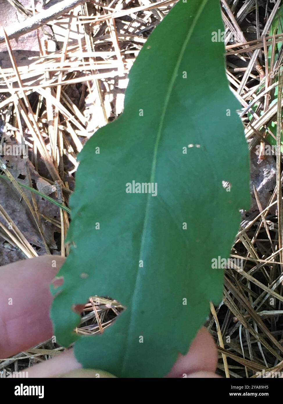 Downy Goldenrod (Solidago puberula) Plantae Stock Photo - Alamy