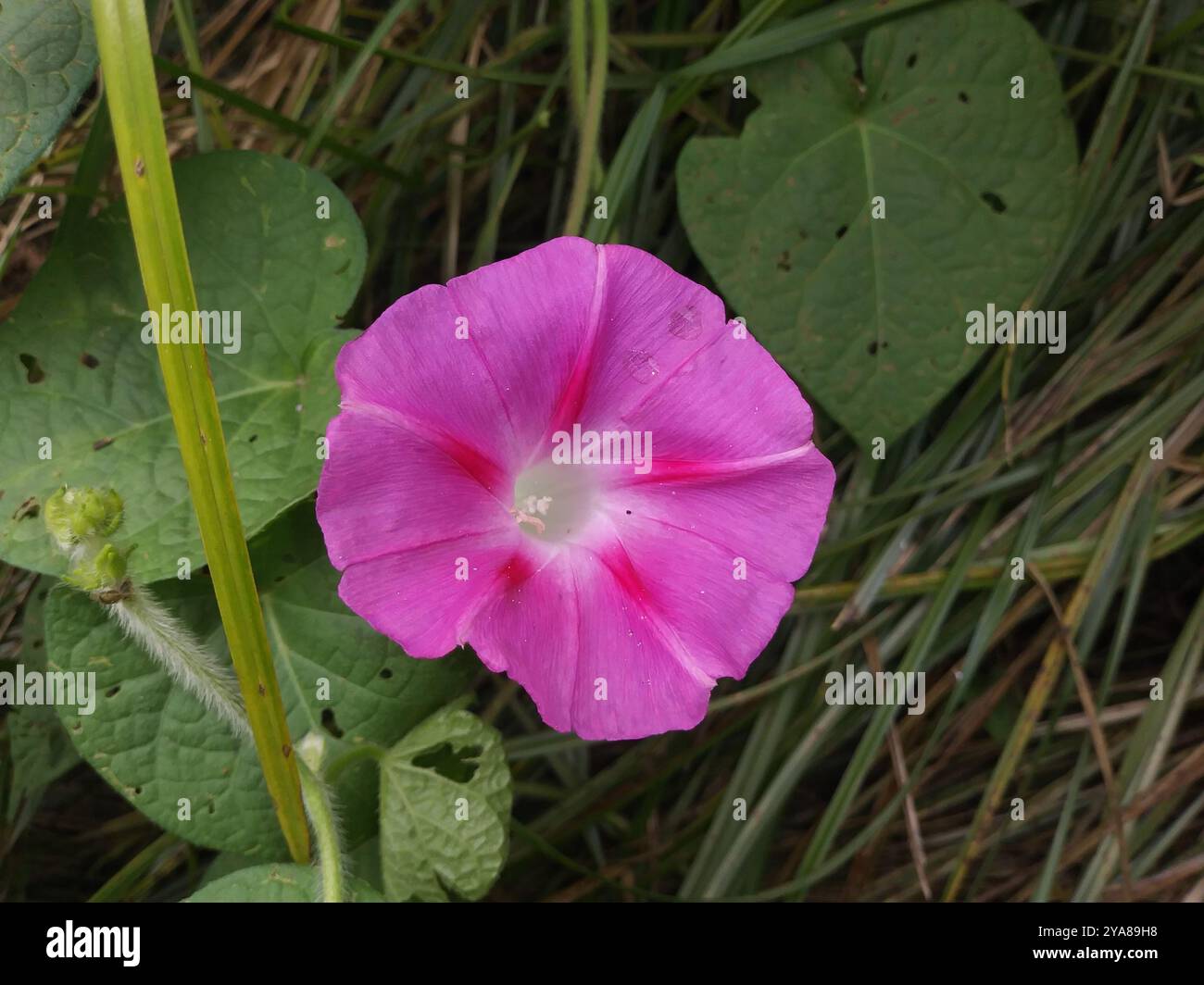 common morning-glory (Ipomoea purpurea) Plantae Stock Photo - Alamy