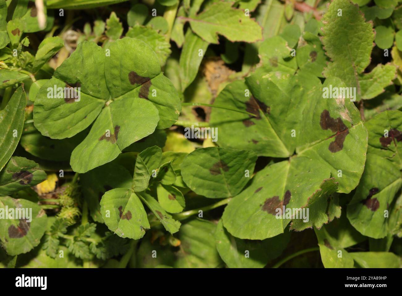 Spotted medick (Medicago arabica) Plantae Stock Photo - Alamy