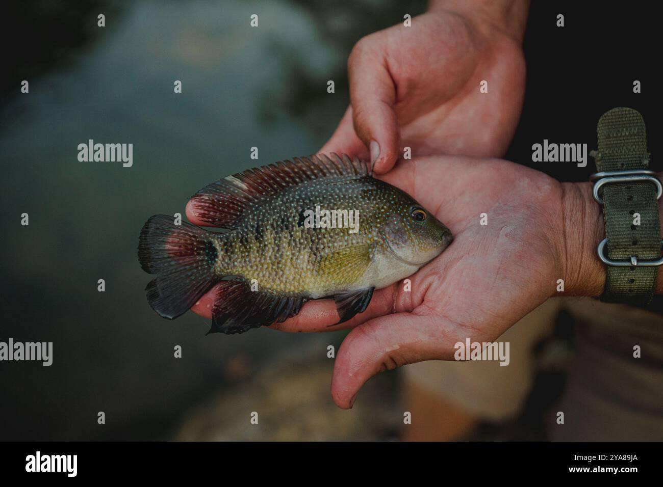 Texas Cichlid (Herichthys cyanoguttatus) Actinopterygii Stock Photo - Alamy