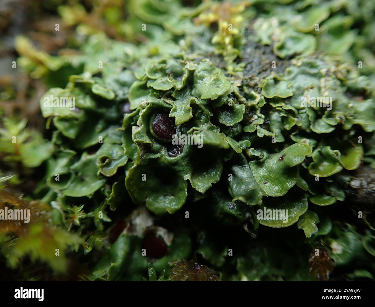 Common Chocolate Chip Lichen (Solorina saccata) Fungi Stock Photo - Alamy