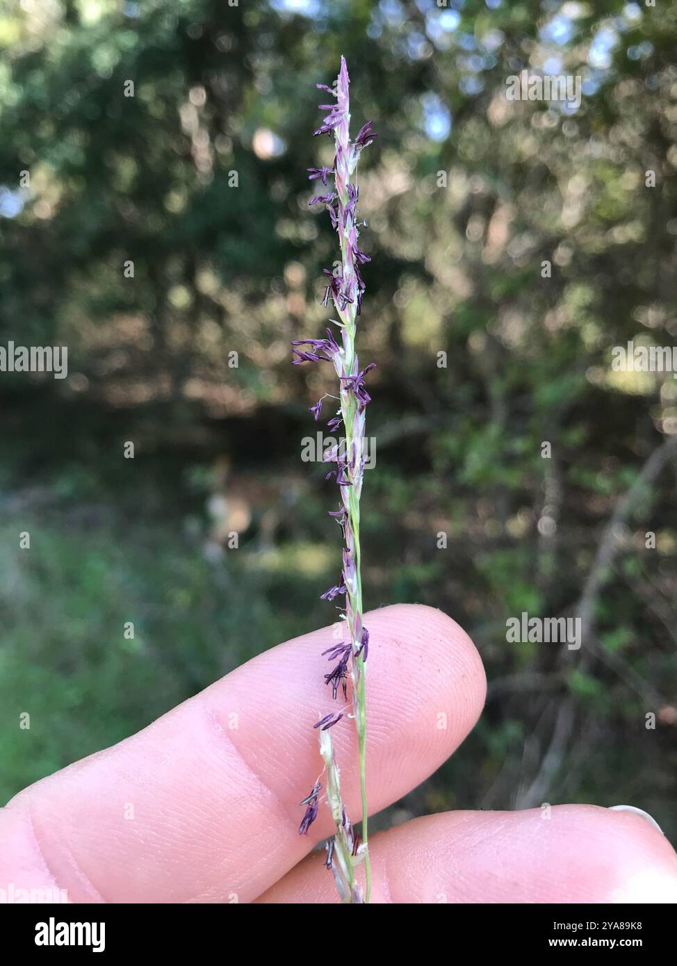 Tall Dropseed (Sporobolus compositus) Plantae Stock Photo - Alamy