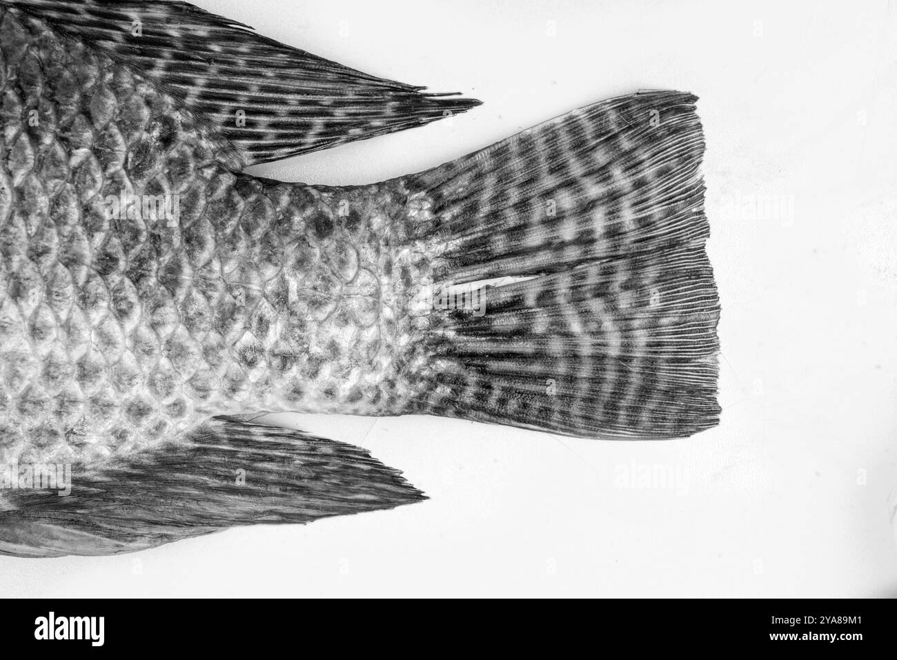 Tilapia fish (Oreochromis niloticus) tail close up Stock Photo - Alamy