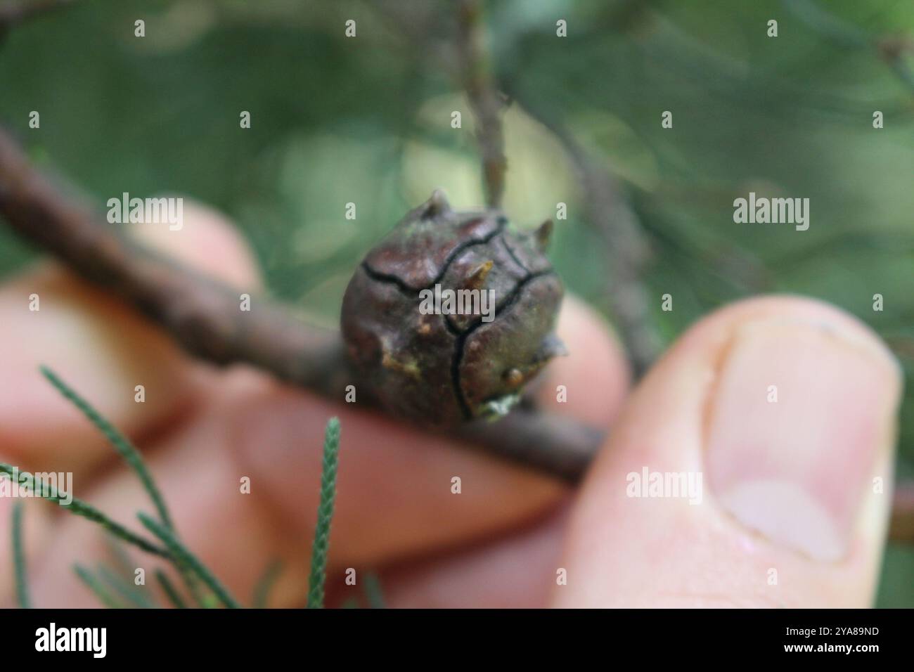 cedar of Goa (Hesperocyparis lusitanica) Plantae Stock Photo - Alamy