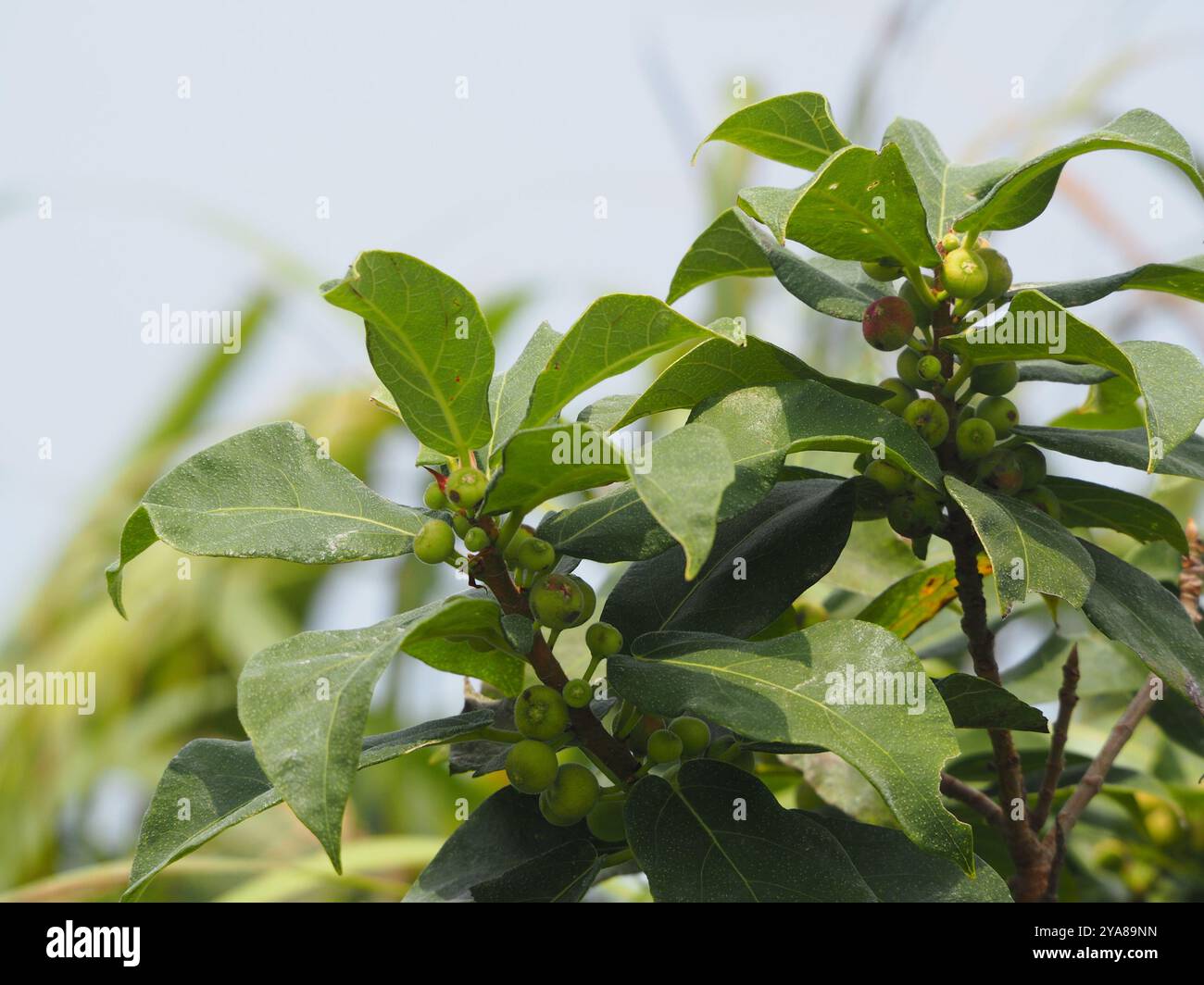 Fairy Fig (Ficus erecta) Plantae Stock Photo - Alamy