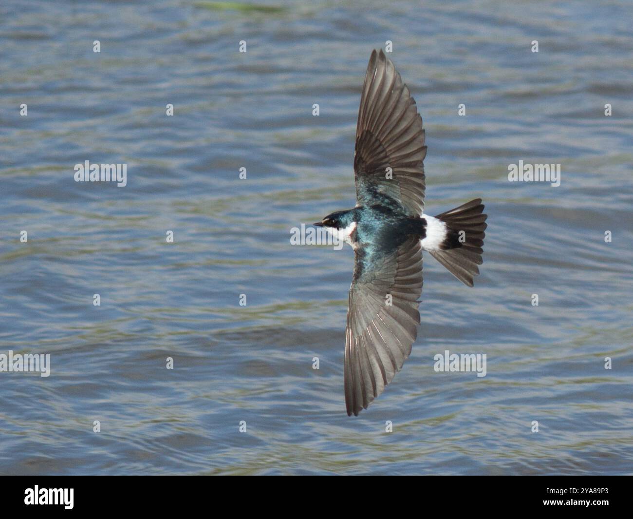 White-rumped Swallow (Tachycineta leucorrhoa) Aves Stock Photo - Alamy