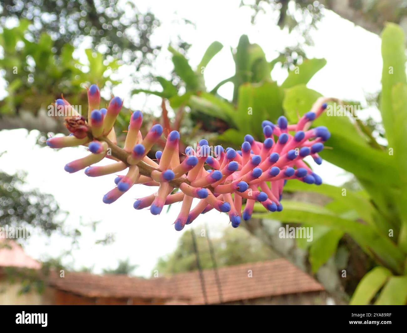 matchstick bromeliad (Aechmea gamosepala) Plantae Stock Photo - Alamy