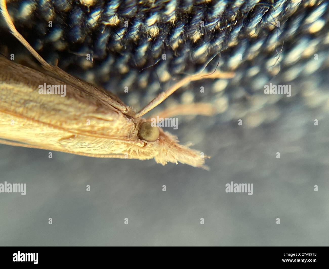 Barred Grass-veneer (Agriphila inquinatella) Insecta Stock Photo - Alamy