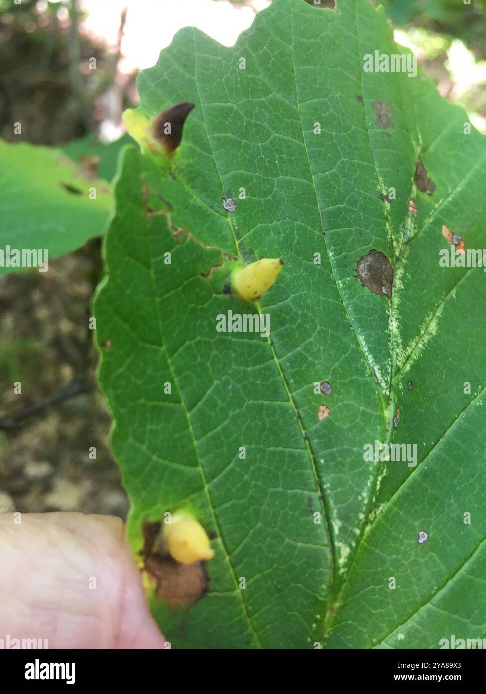 Witch-hazel Cone Gall Aphid (Hormaphis hamamelidis) Insecta Stock Photo ...