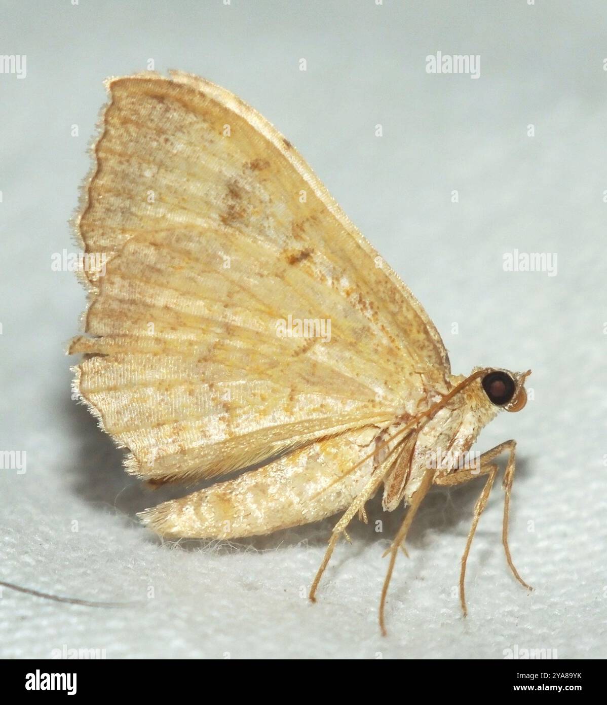 Yellow Shell Moth (Camptogramma bilineata) Insecta Stock Photo - Alamy