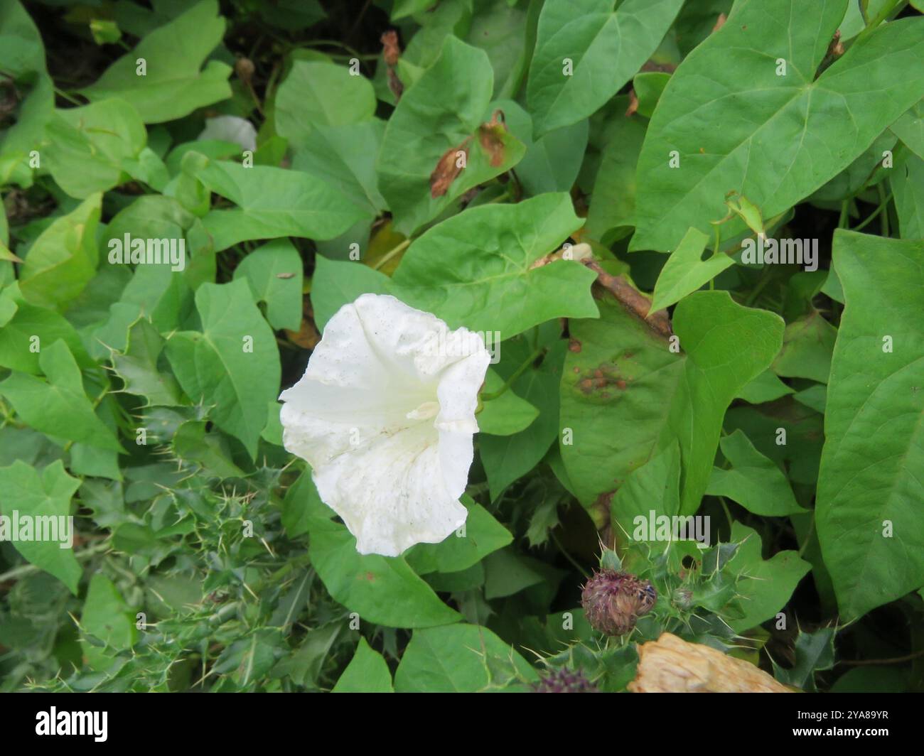 large bindweed (Calystegia silvatica) Plantae Stock Photo - Alamy