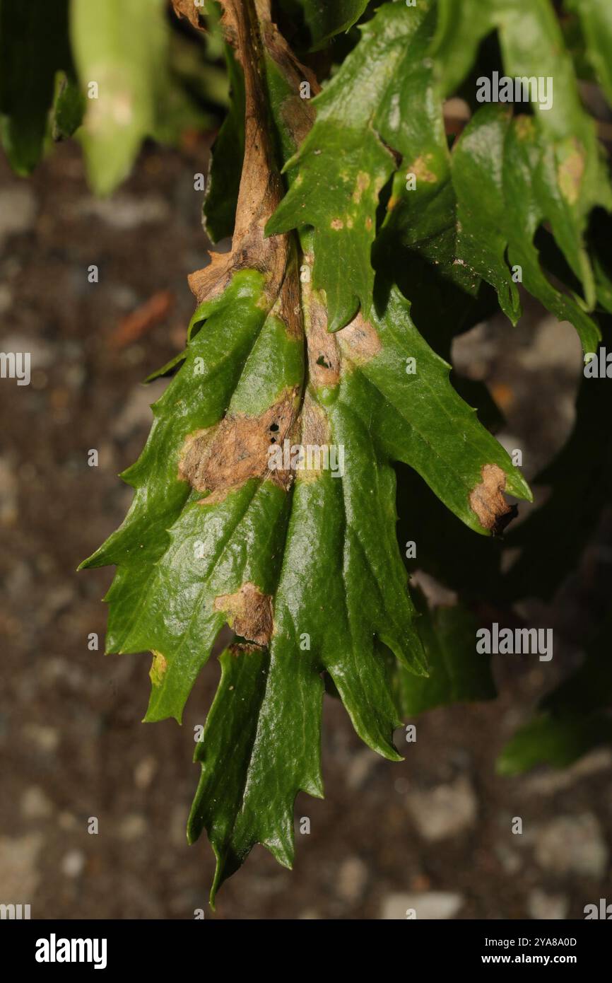 Trypeta zoe hi-res stock photography and images - Alamy