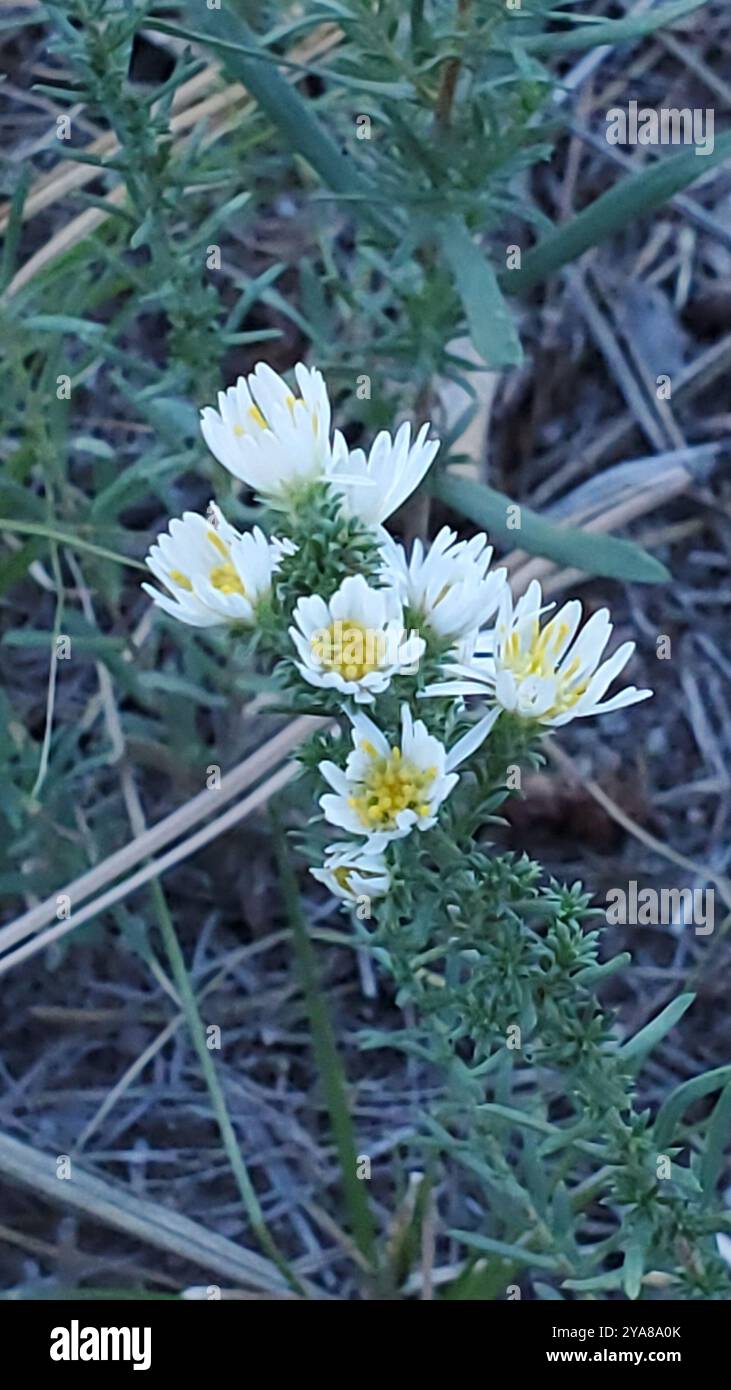 white heath aster (Symphyotrichum ericoides) Plantae Stock Photo - Alamy
