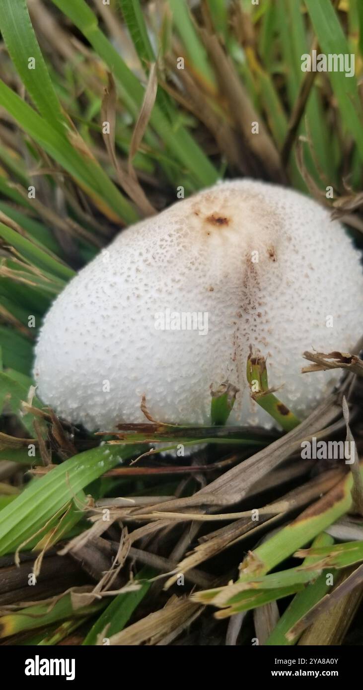 puffballs (Lycoperdaceae) Fungi Stock Photo - Alamy