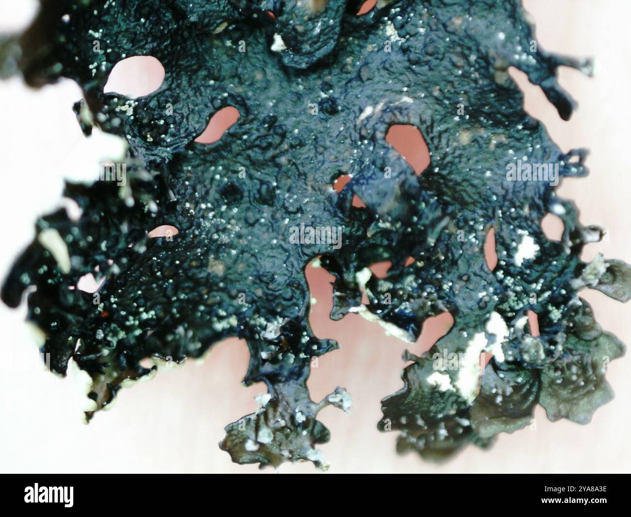 Peppered Rock-shield (Xanthoparmelia conspersa) Fungi Stock Photo - Alamy