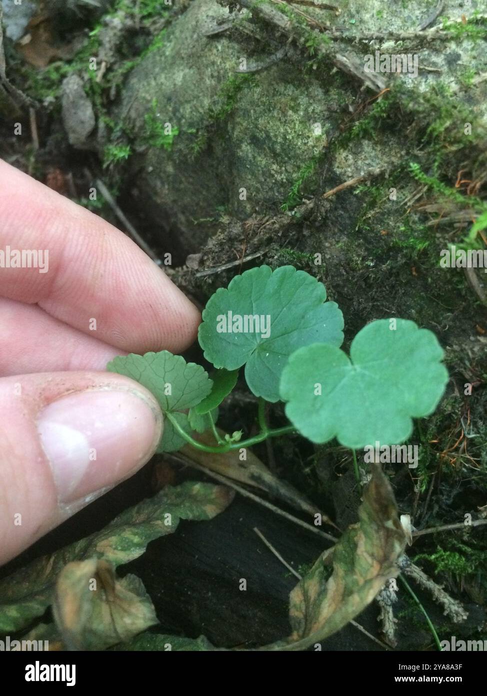 American Water-pennywort (Hydrocotyle americana) Plantae Stock Photo ...