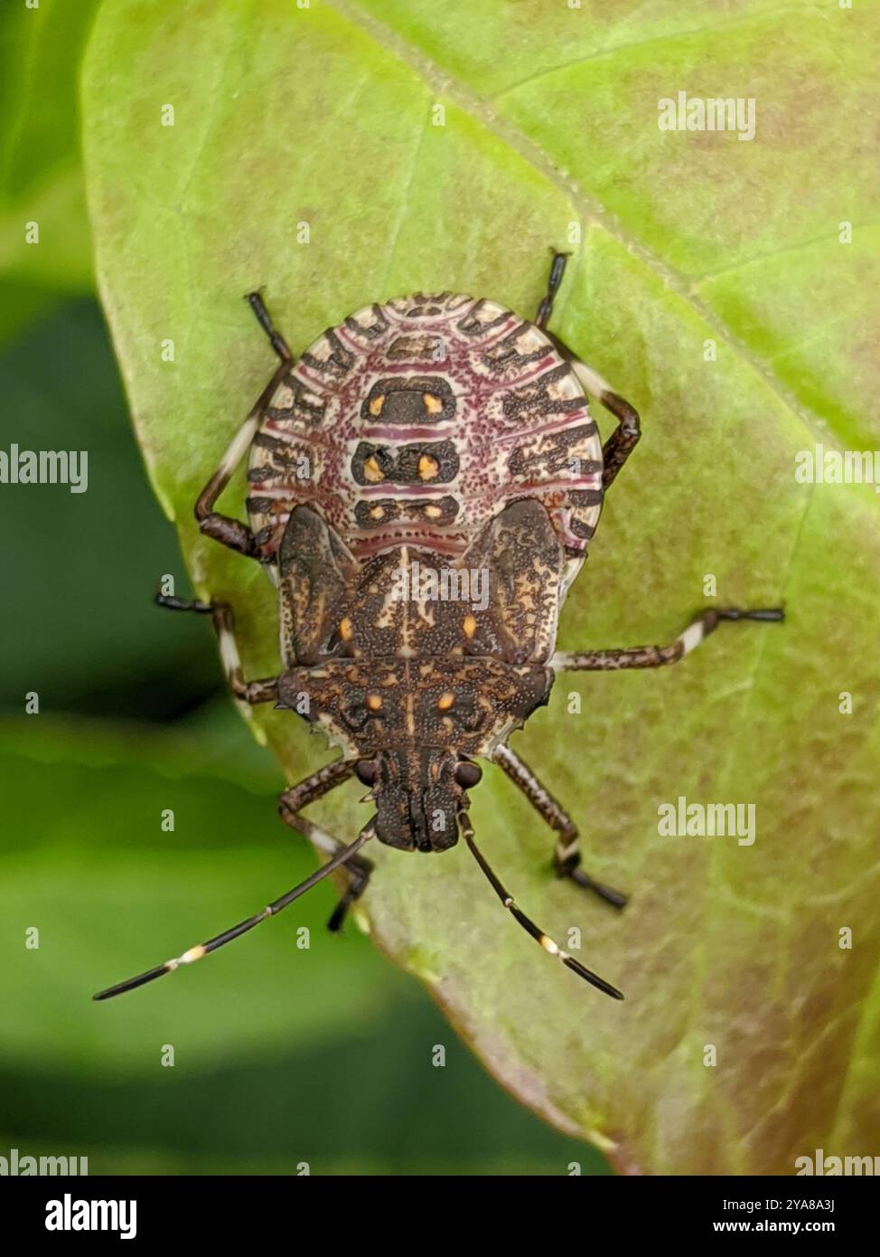 Brown Marmorated Stink Bug (Halyomorpha halys) Insecta Stock Photo - Alamy