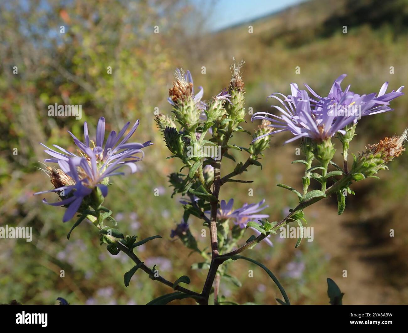 American asters (Symphyotrichum) Plantae Stock Photo - Alamy