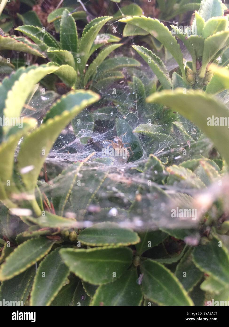 Funnel Weavers (Agelenidae) Arachnida Stock Photo - Alamy