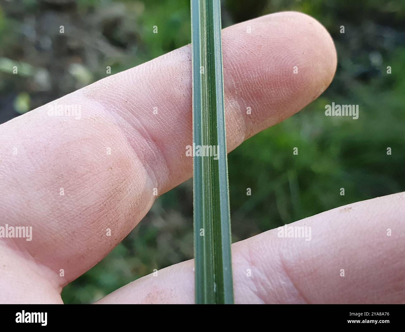 grasses, sedges, cattails, and allies (Poales) Plantae Stock Photo - Alamy