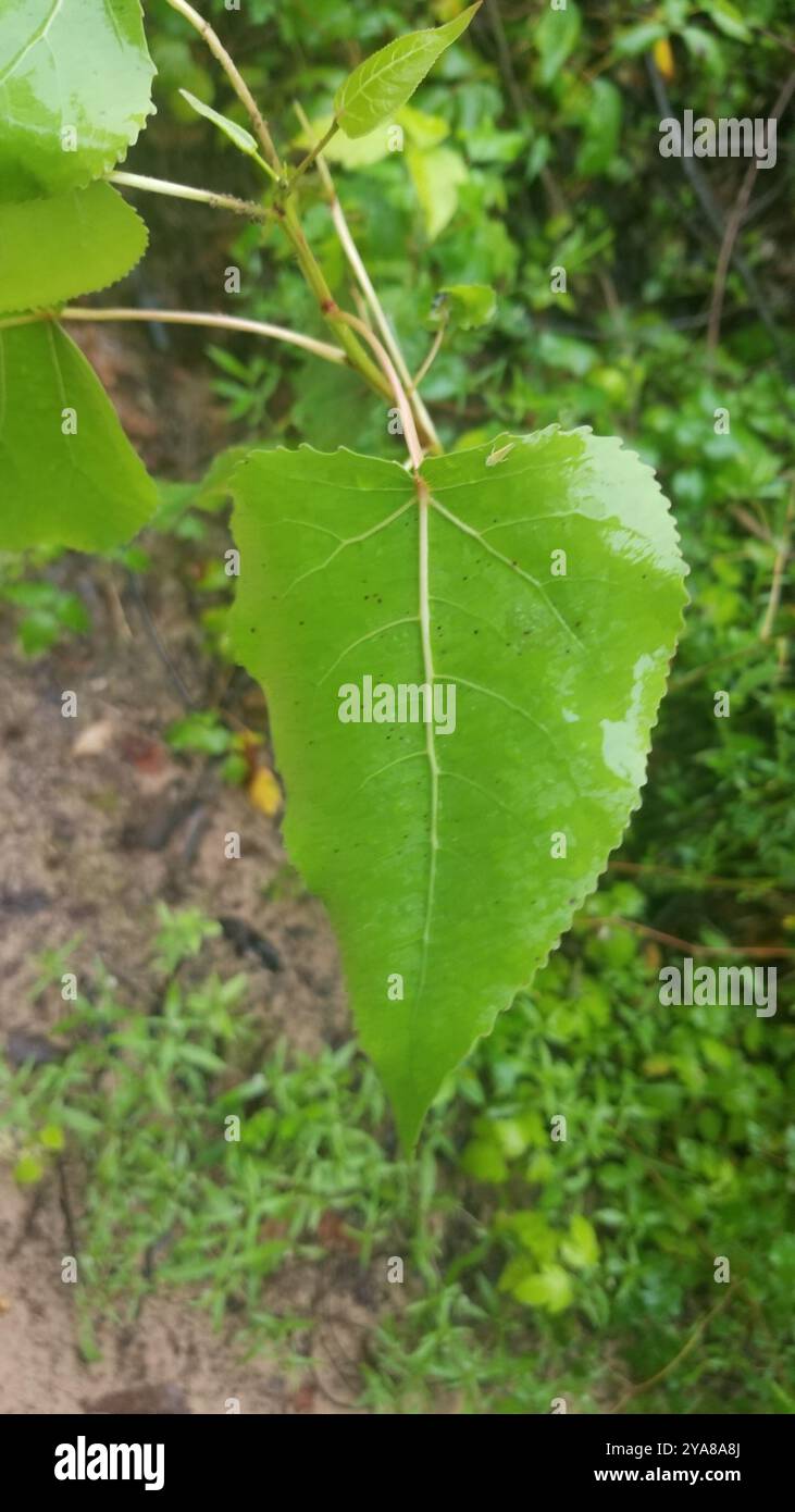 Eastern Cottonwood (Populus deltoides) Plantae Stock Photo - Alamy