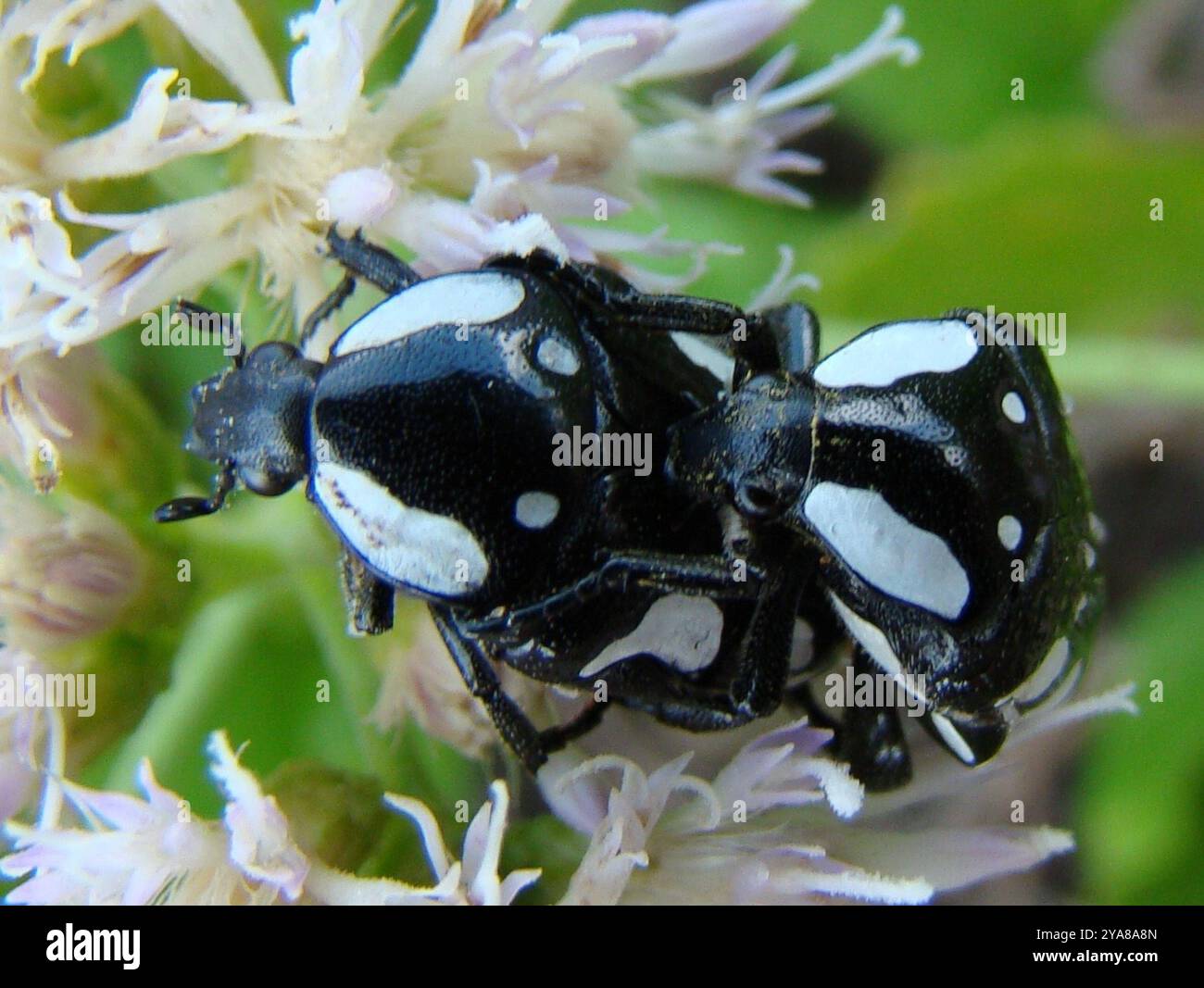 White-spotted Fruit Chafer (Mausoleopsis amabilis) Insecta Stock Photo ...