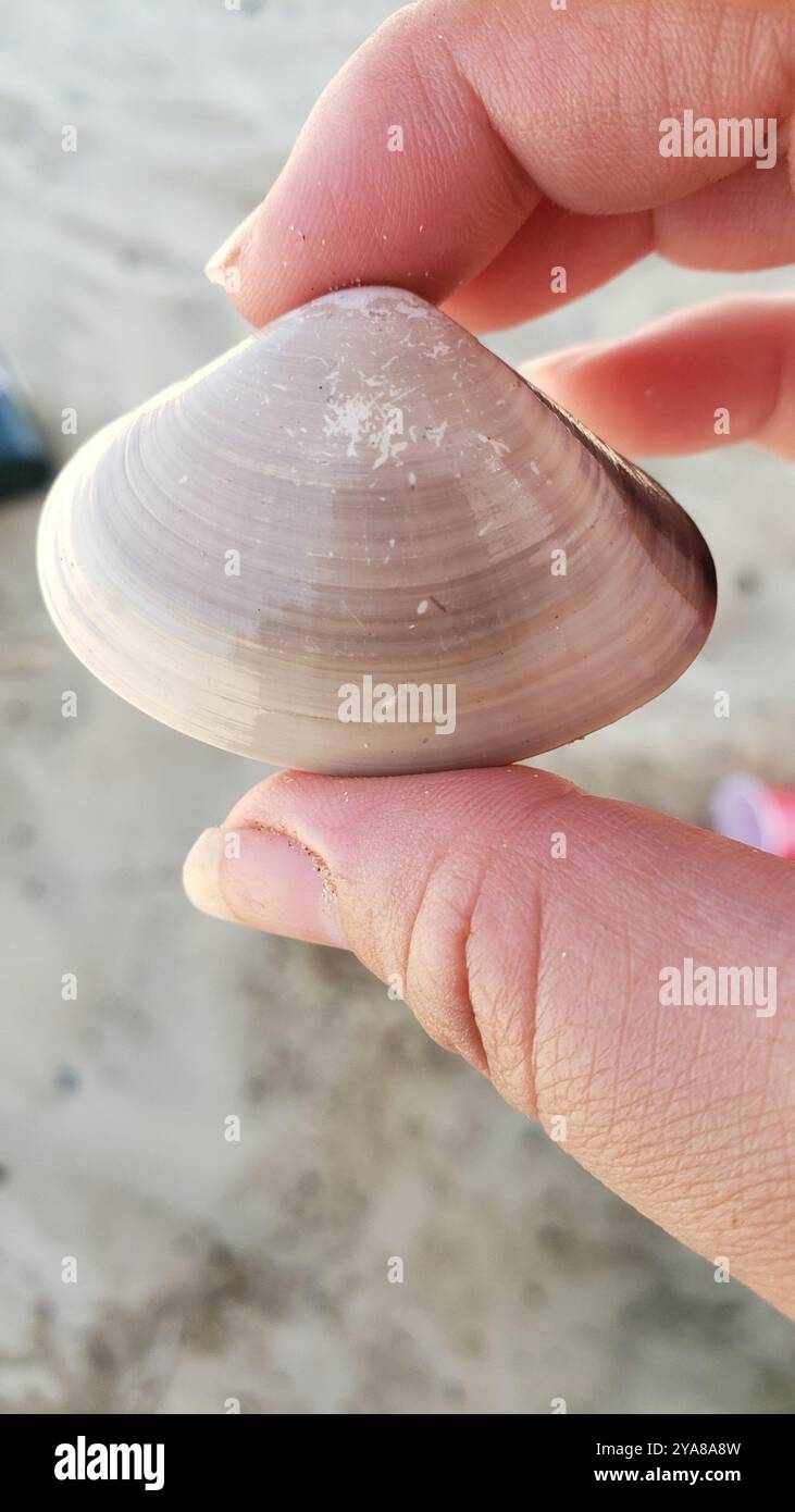 Pismo Clam (Tivela stultorum) Mollusca Stock Photo - Alamy