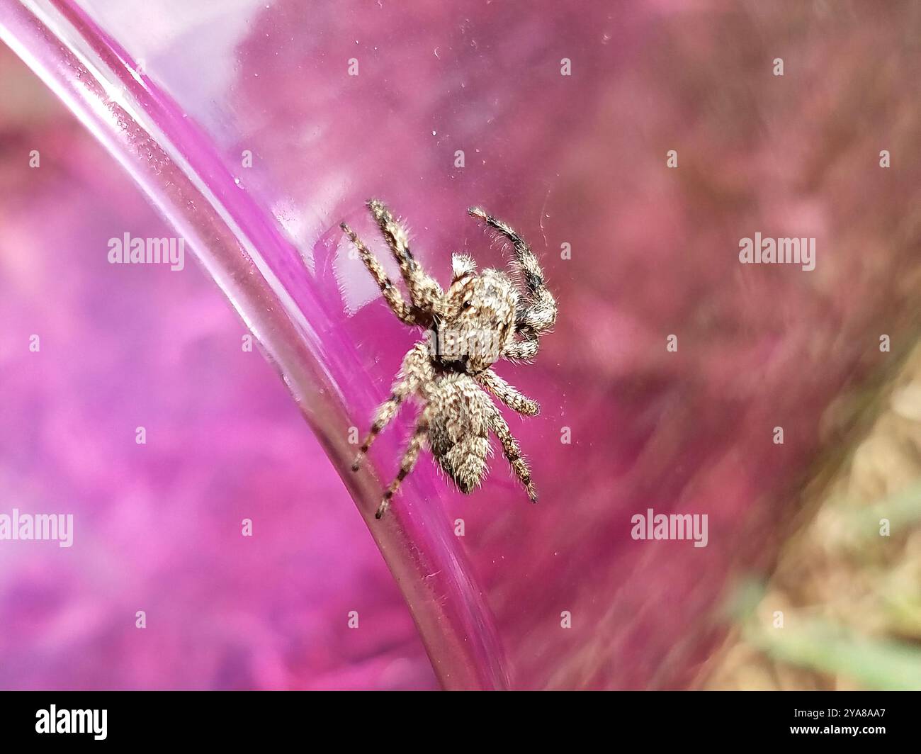 Tan Jumping Spider (Platycryptus undatus) Arachnida Stock Photo - Alamy