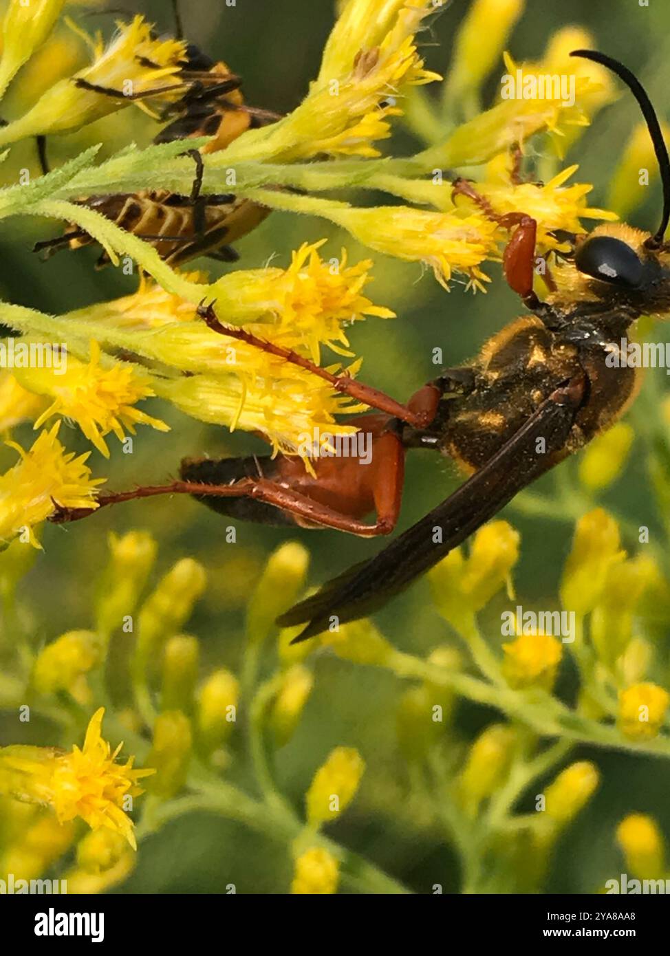 Great Golden Digger Wasp (Sphex ichneumoneus) Insecta Stock Photo - Alamy