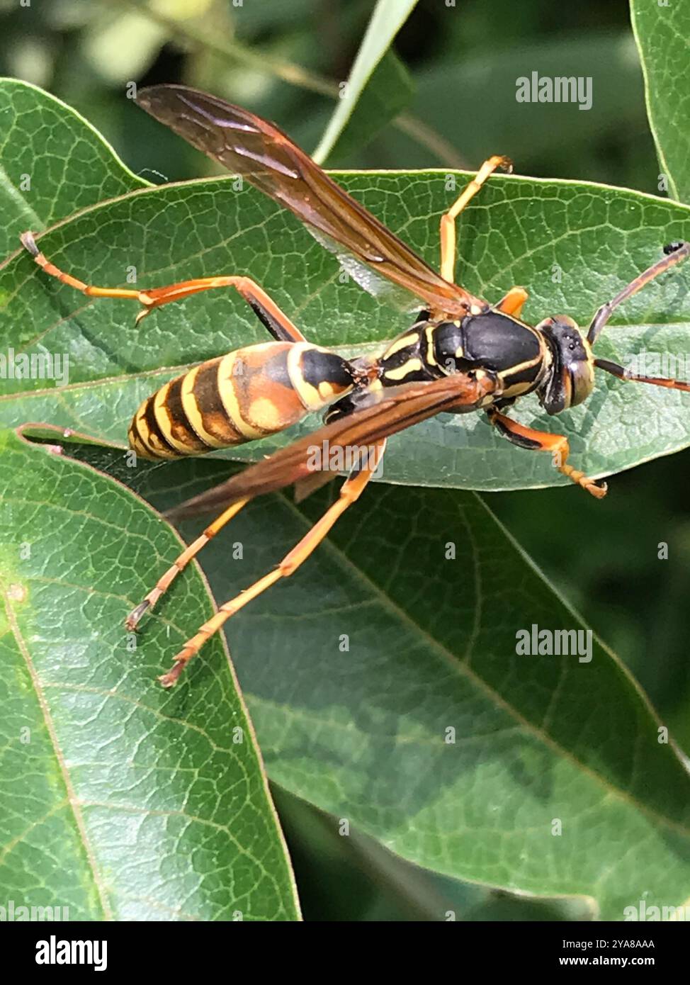 Northern Paper Wasp (Polistes fuscatus) Insecta Stock Photo - Alamy