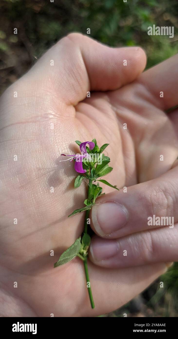 Branched Foldwing (Dicliptera brachiata) Plantae Stock Photo - Alamy