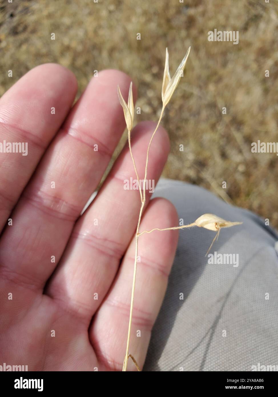 California oatgrass (Danthonia californica) Plantae Stock Photo - Alamy