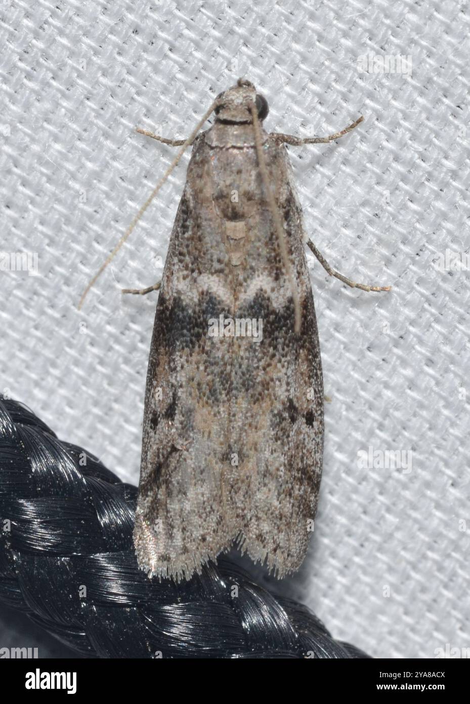 Mediterranean Flour Moth (Ephestia kuehniella) Insecta Stock Photo - Alamy