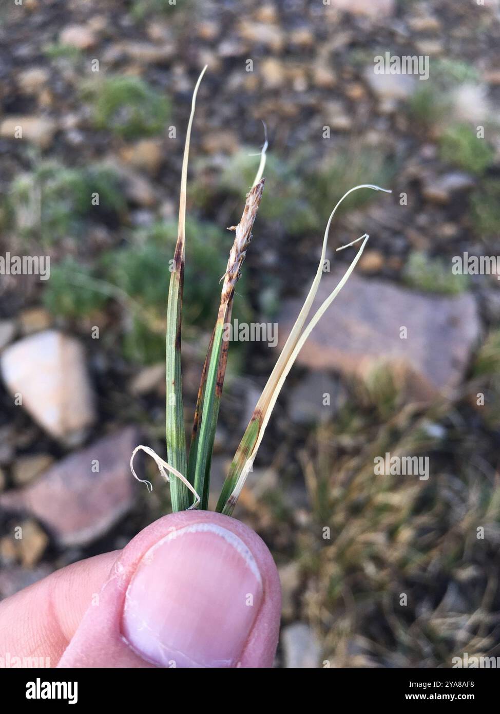 Rock Sedge (Carex rupestris) Plantae Stock Photo - Alamy
