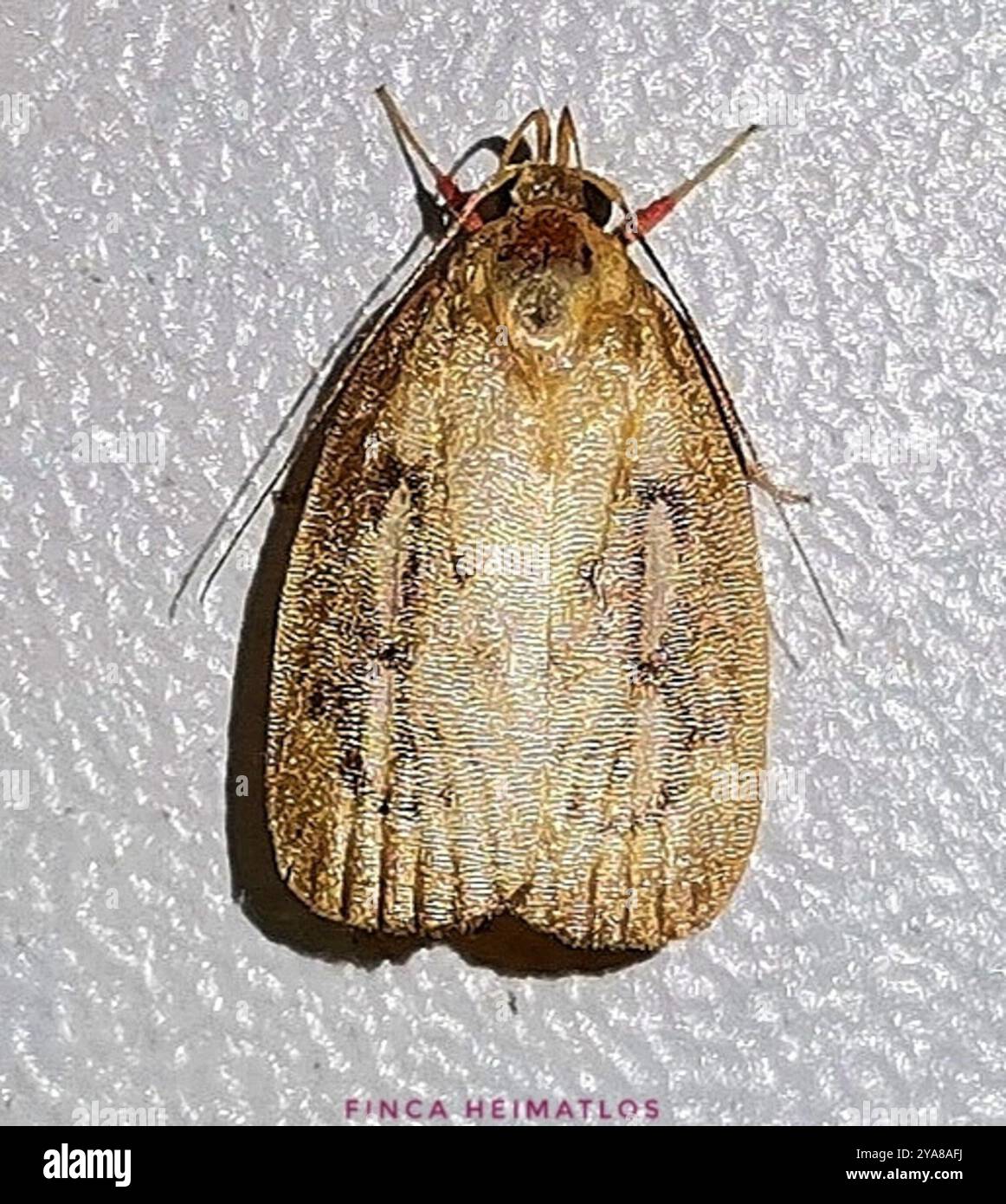 Flat-bodied moths (Depressariidae) Insecta Stock Photo - Alamy