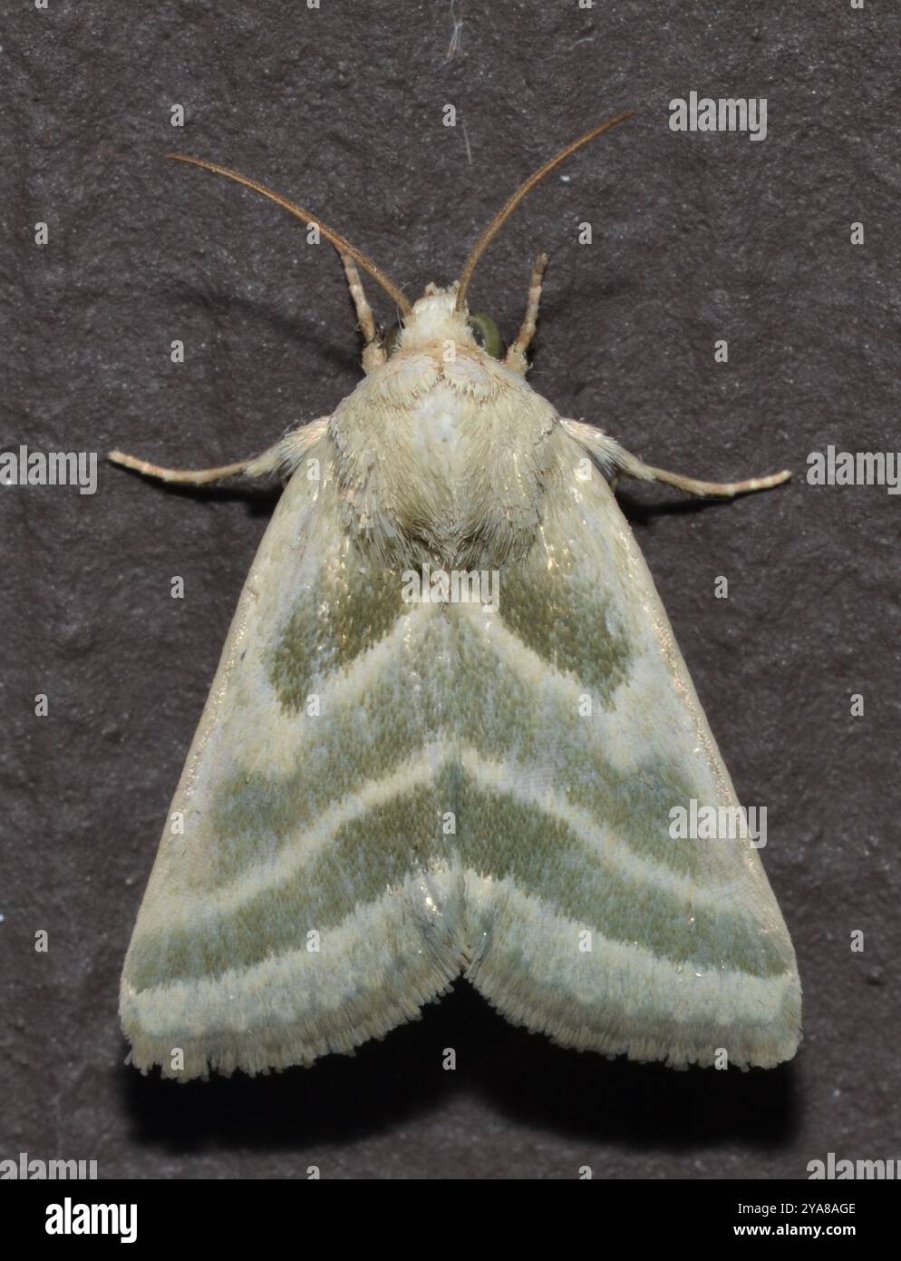 Three-lined Flower Moth (Schinia trifascia) Insecta Stock Photo - Alamy