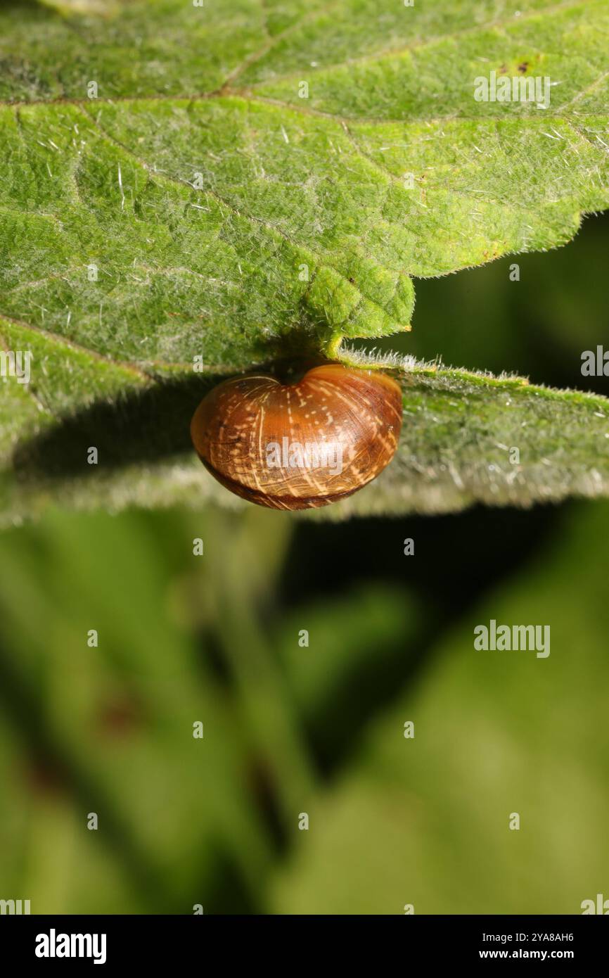 Copse Snail (Arianta arbustorum) Mollusca Stock Photo - Alamy