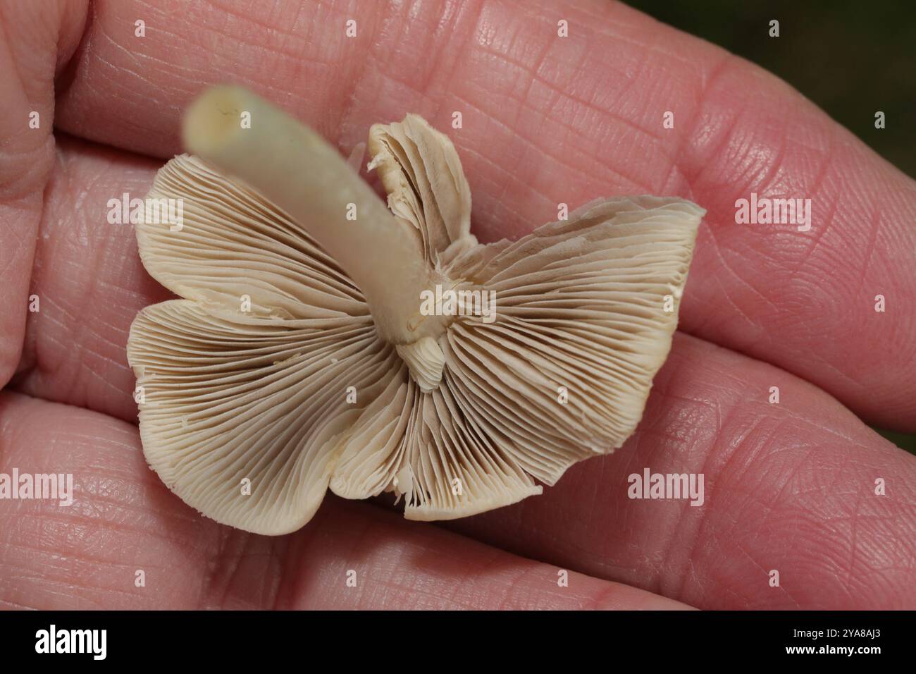 Pale Brittlestem (Candolleomyces candolleanus) Fungi Stock Photo - Alamy