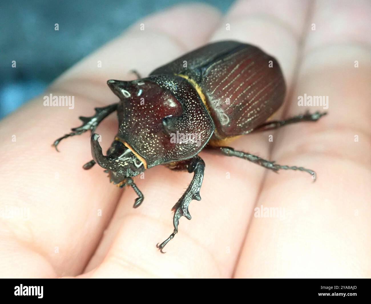 Coelosis bicornis hi-res stock photography and images - Alamy