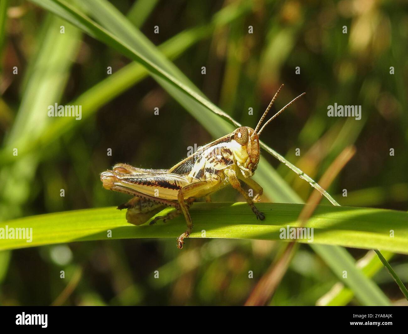 Red-legged Grasshopper (Melanoplus femurrubrum) Insecta Stock Photo - Alamy