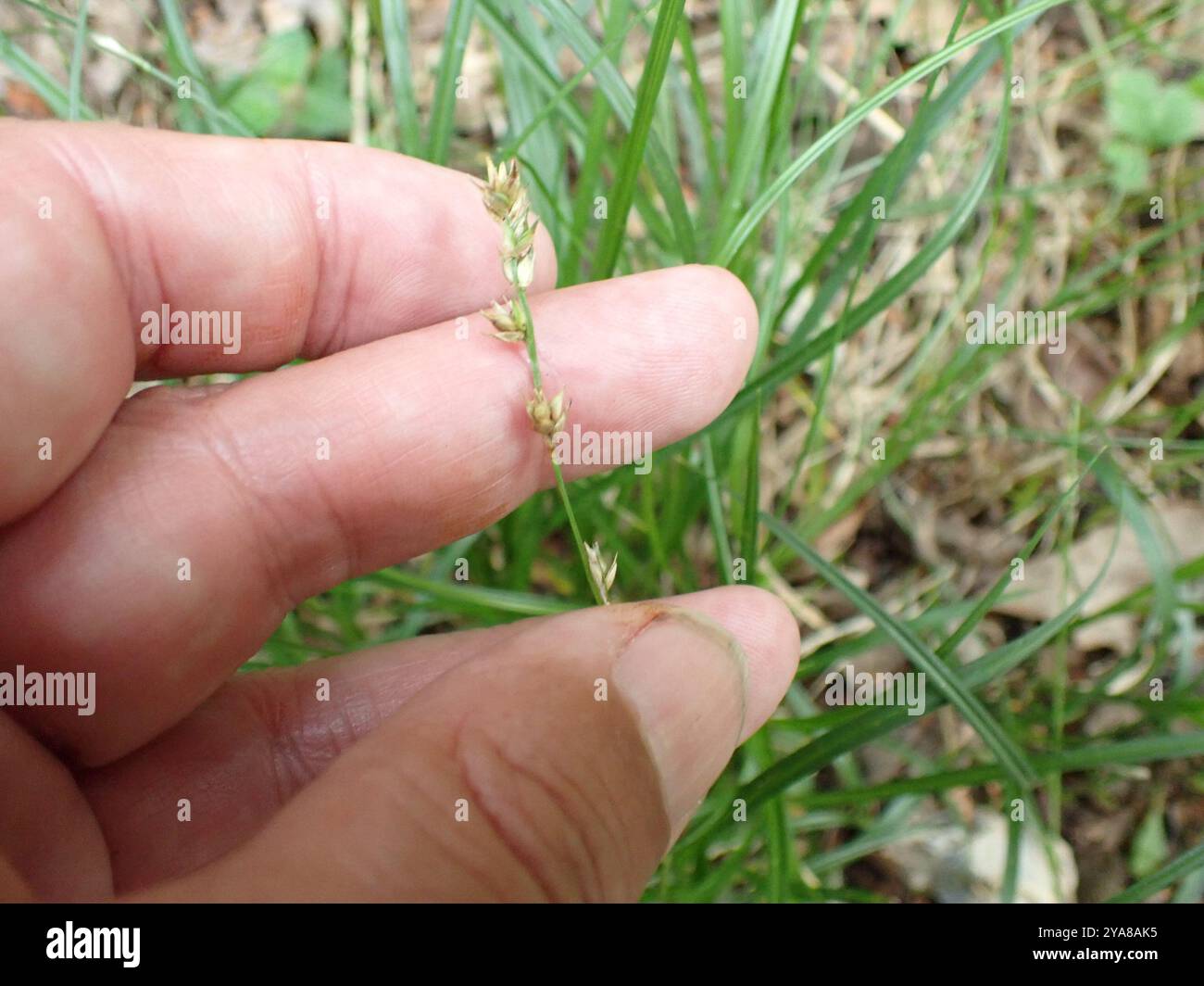 Grey Sedge (Carex divulsa) Plantae Stock Photo - Alamy