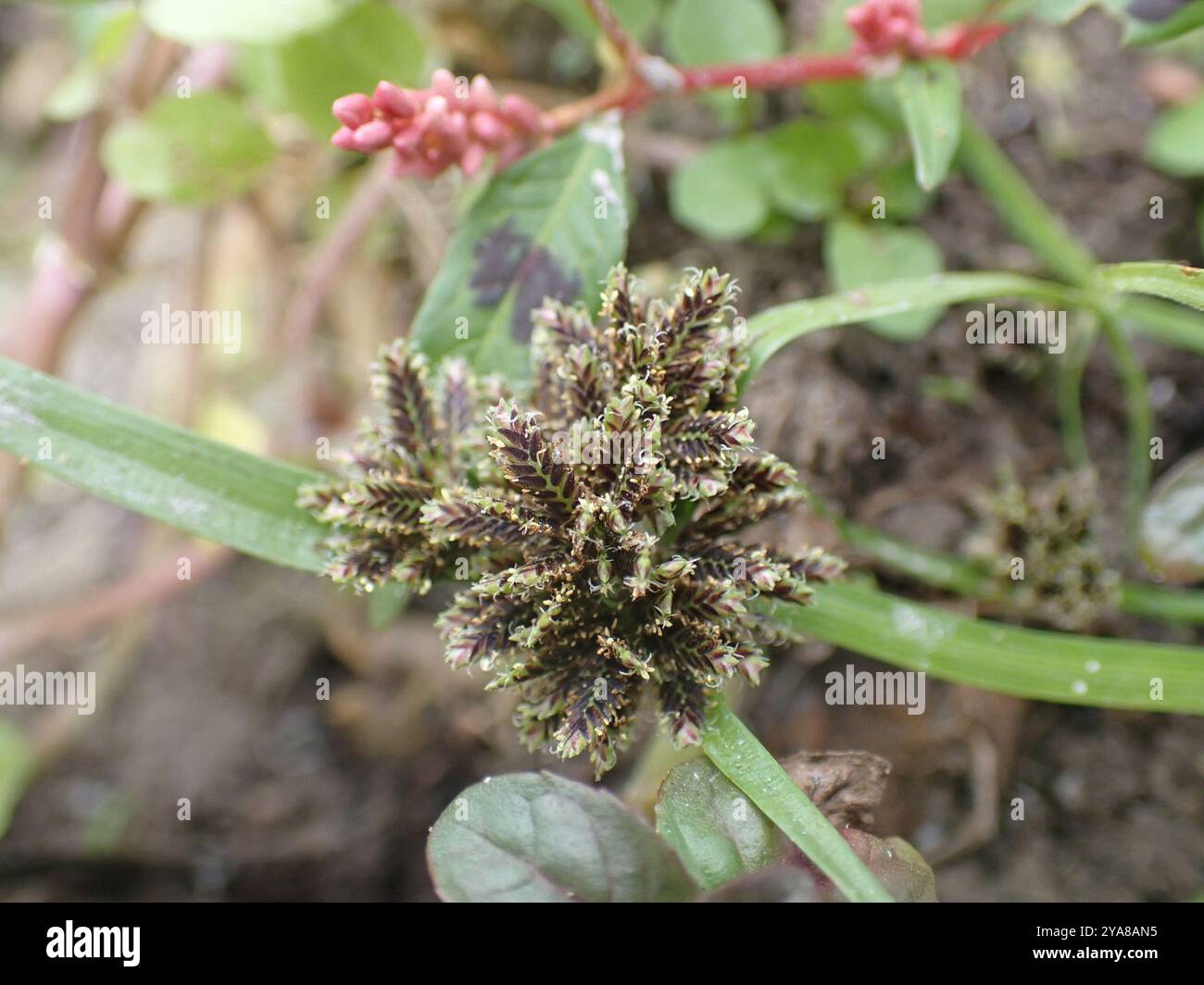 Brown Flatsedge (Cyperus fuscus) Plantae Stock Photo - Alamy