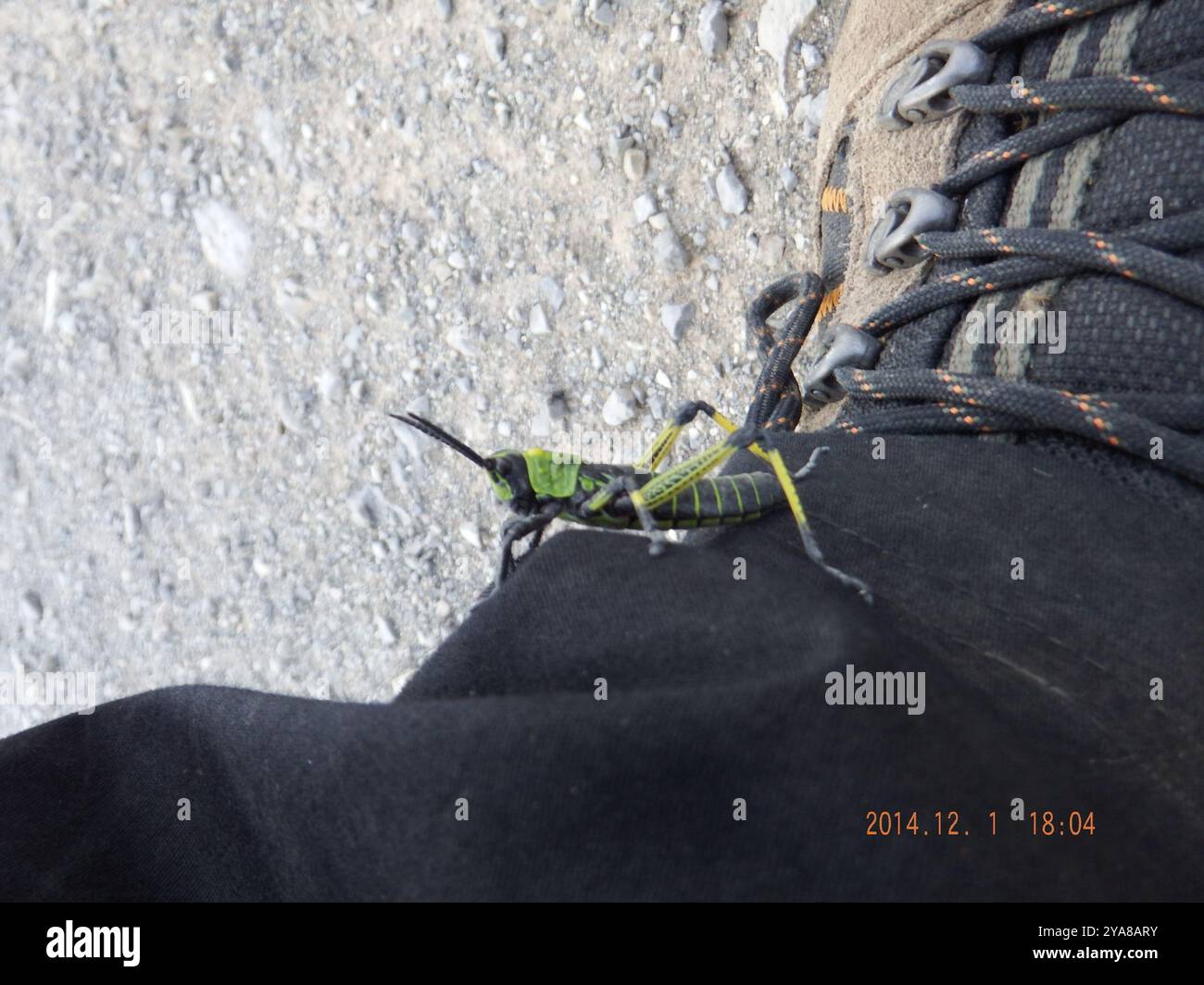Common Leprous Milkweed Locust (Phymateus leprosus leprosus) Insecta ...