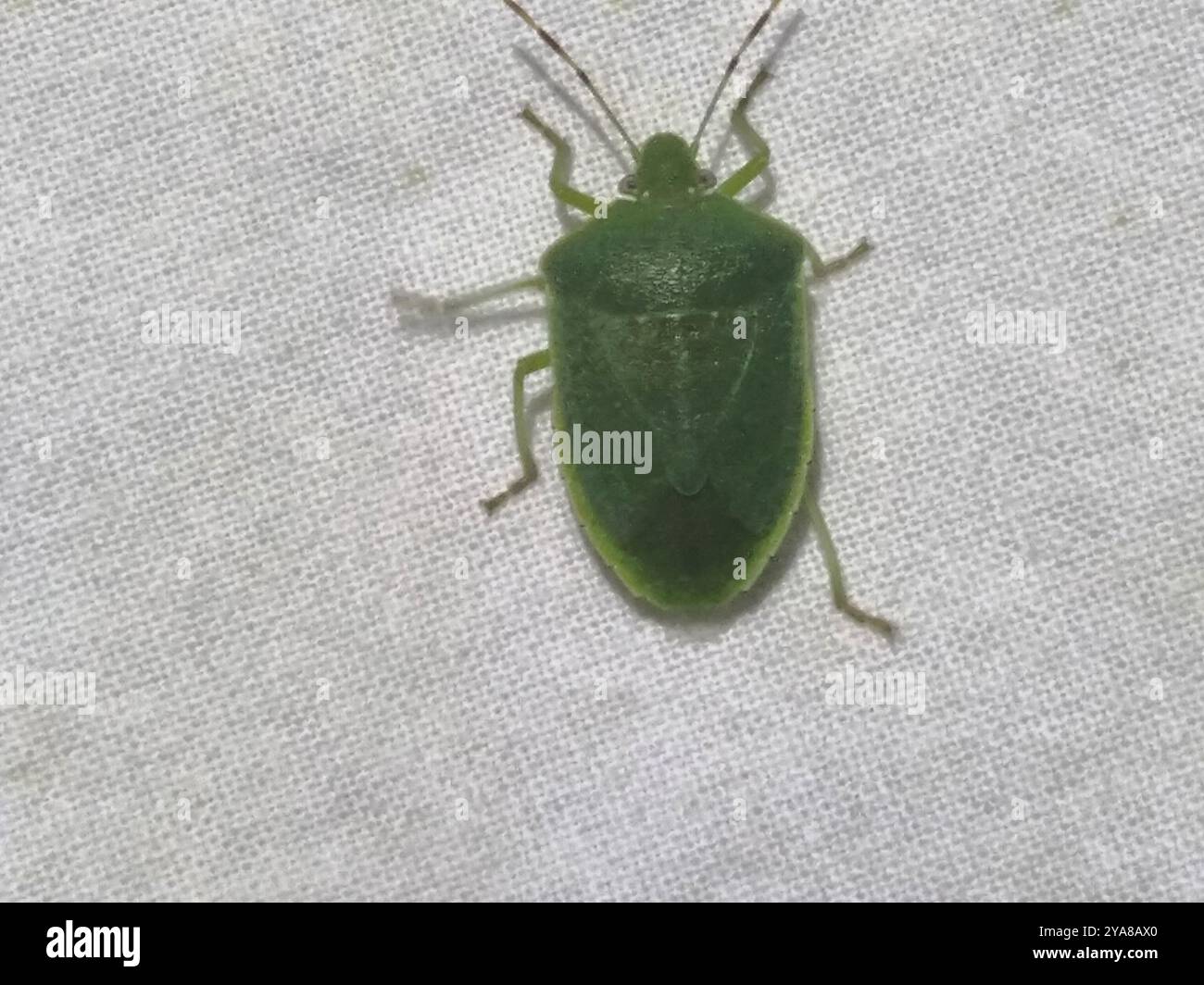 Southern Green Stink Bug (Nezara viridula) Insecta Stock Photo - Alamy