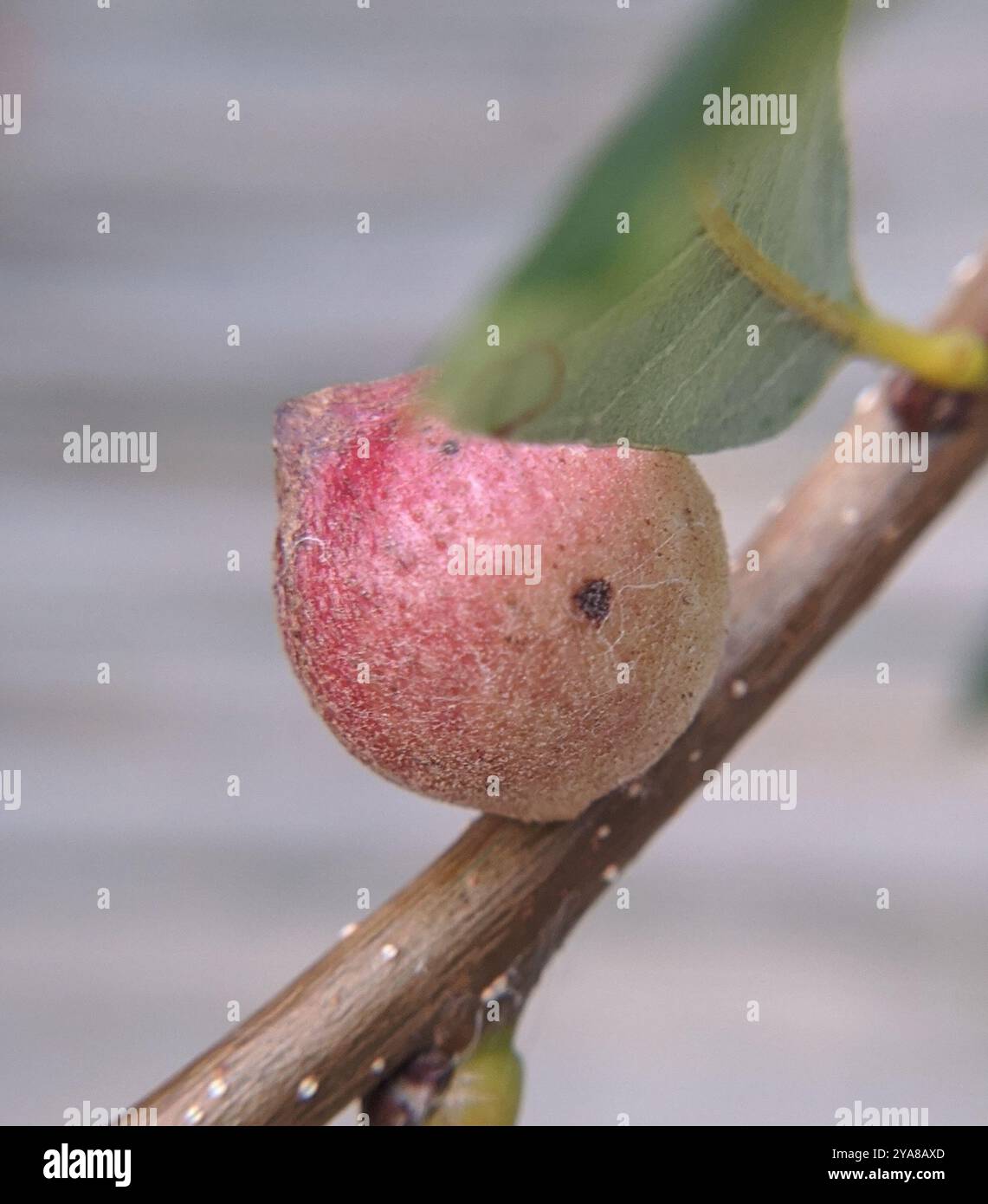 Oak Rough Bulletgall Wasp (Disholcaspis quercusmamma) Insecta Stock ...