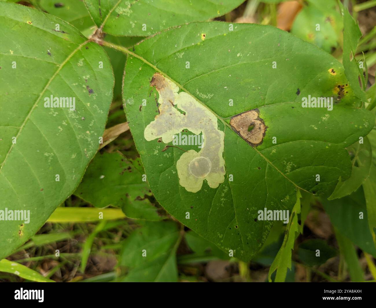 Poison Ivy Leaf-miner Moth (Cameraria guttifinitella) Insecta Stock ...