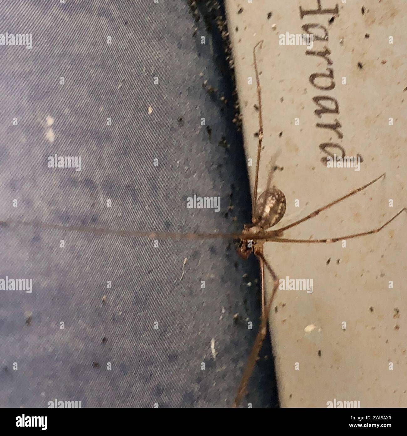 Manueli hi-res stock photography and images - Alamy