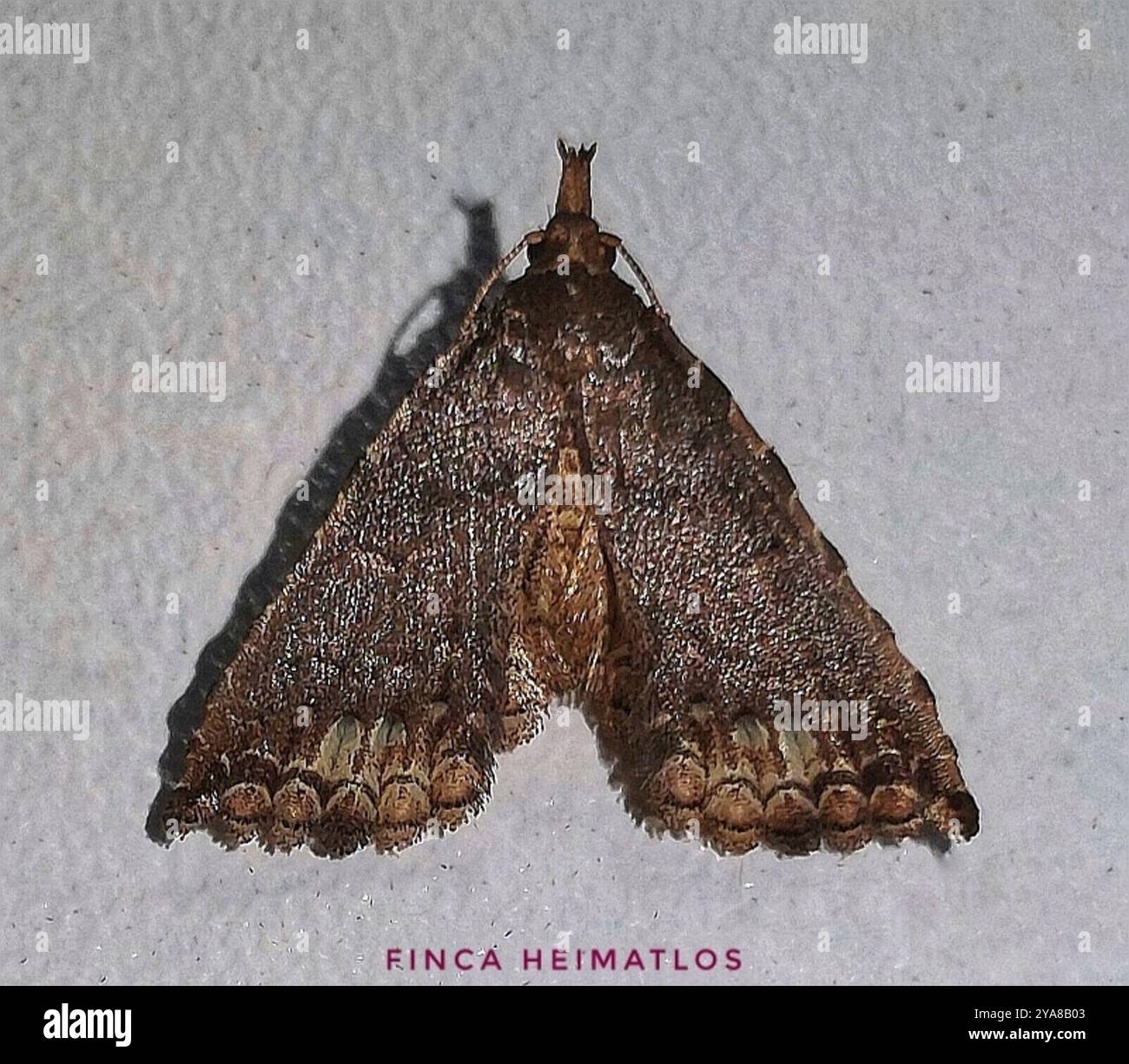 Many-plumed Moths (Alucitidae) Insecta Stock Photo - Alamy